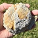 Texas Fossil Ammonite Mariella Sp. Cretaceous Dinosaur Age Heteromorph ...