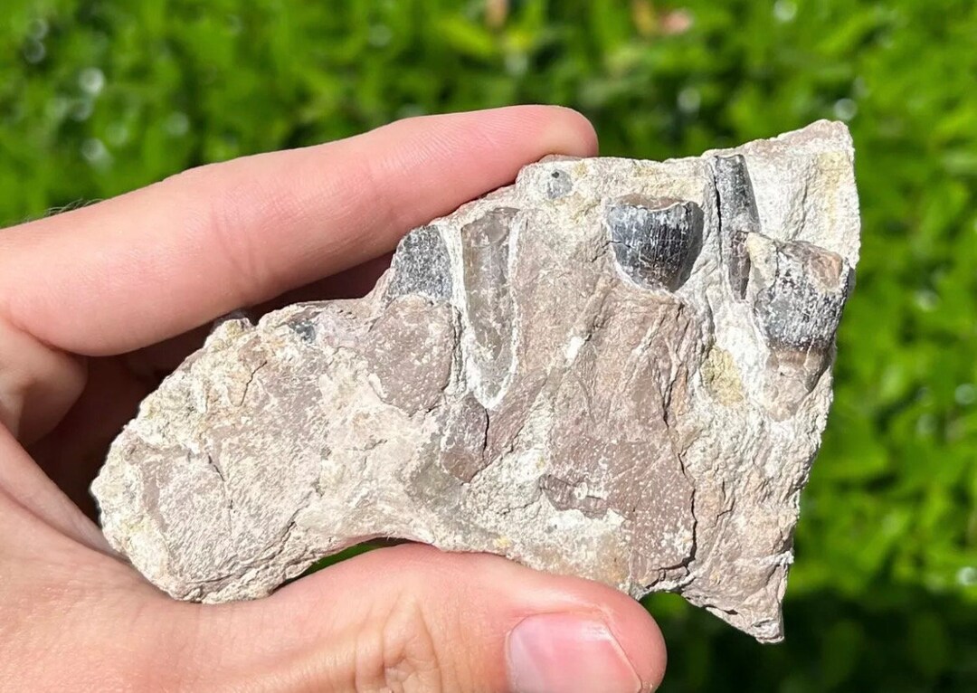 BEYOND RARE Sauropod Dinosaur Jaw With Teeth Fossil Madagascar Jurassic ...
