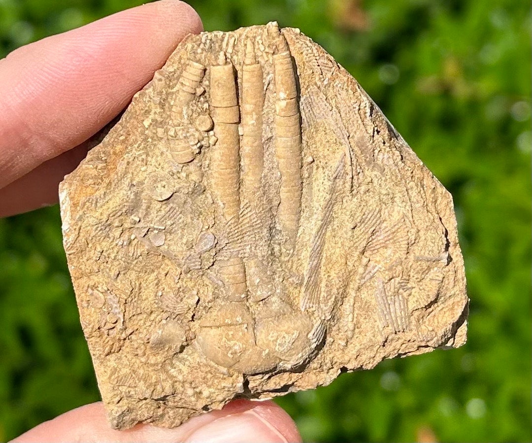 Alabama Fossil Crinoid in Matrix Phanocrinus Bangor Limestone Formation ...