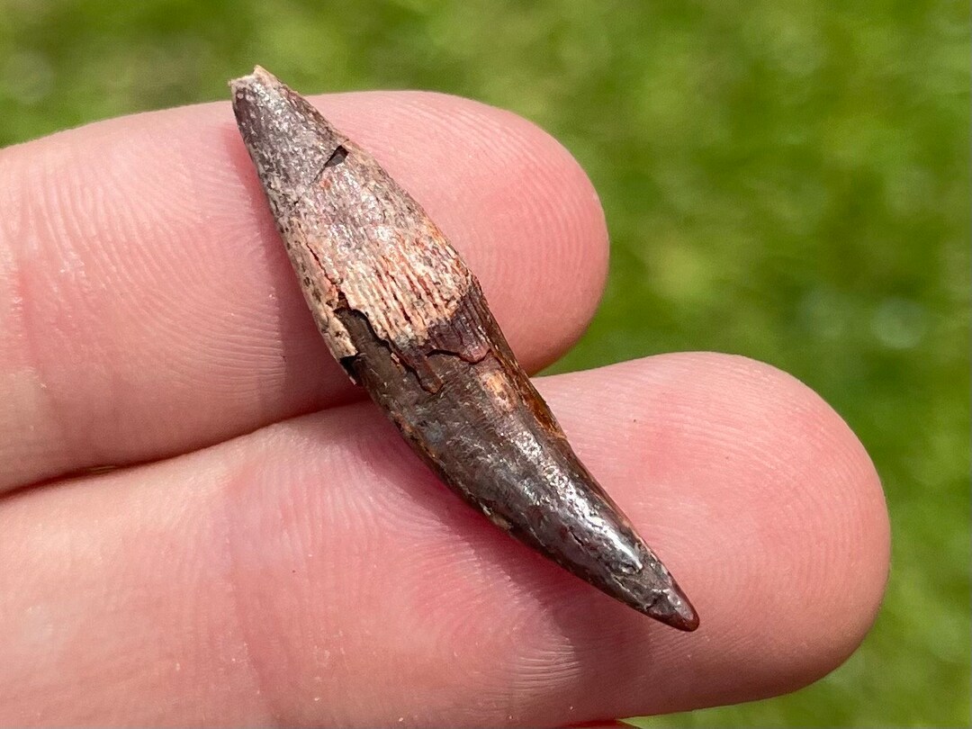 ROOTED Pterosaur Flying Dinosaur Tooth RARE Morocco Cretaceous Age Kem ...