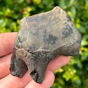 RARE Thailand Fossil Rhino Tooth Aceratherium Miocene Age Rhinoceros ...