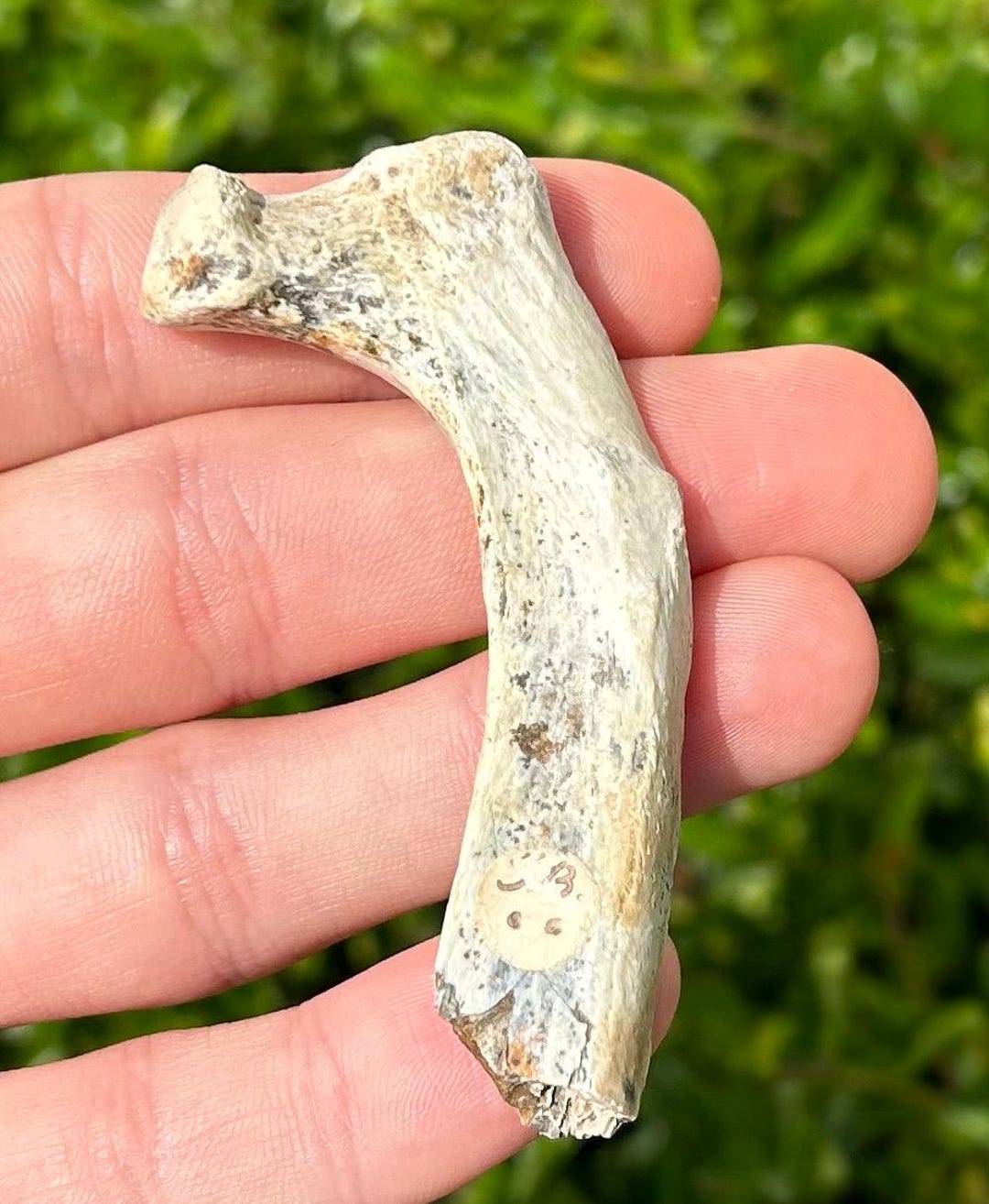 TEXAS MIOCENE Fossil Synthetoceras Rib Three Horned Deer Protoceratid ...