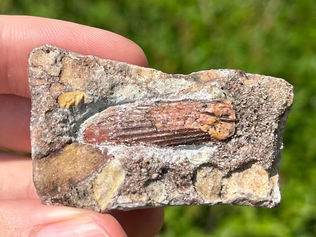 RARE Siamosaurus Dinosaur Tooth Fossil Theropod Spinosaurid Sao Khua ...
