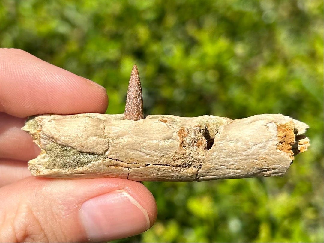 Teleosaurid Crocodile Jaw Fossil With Tooth Jurassic Madagascar Reptile ...