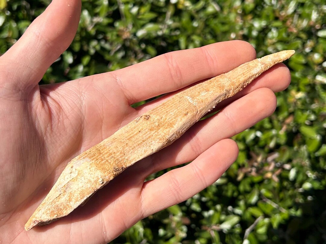 HUGE Hybodus Fossil Shark Spine Morocco Hybodont Kem Kem Cretaceous Age ...