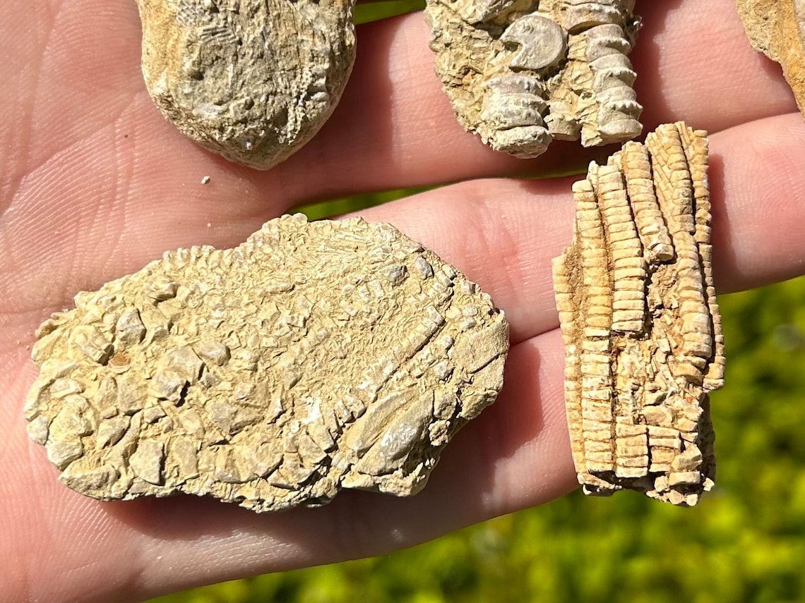 Fossil Crinoids Fossil Collection LOT OF 5 Alabama Fossils Bangor ...