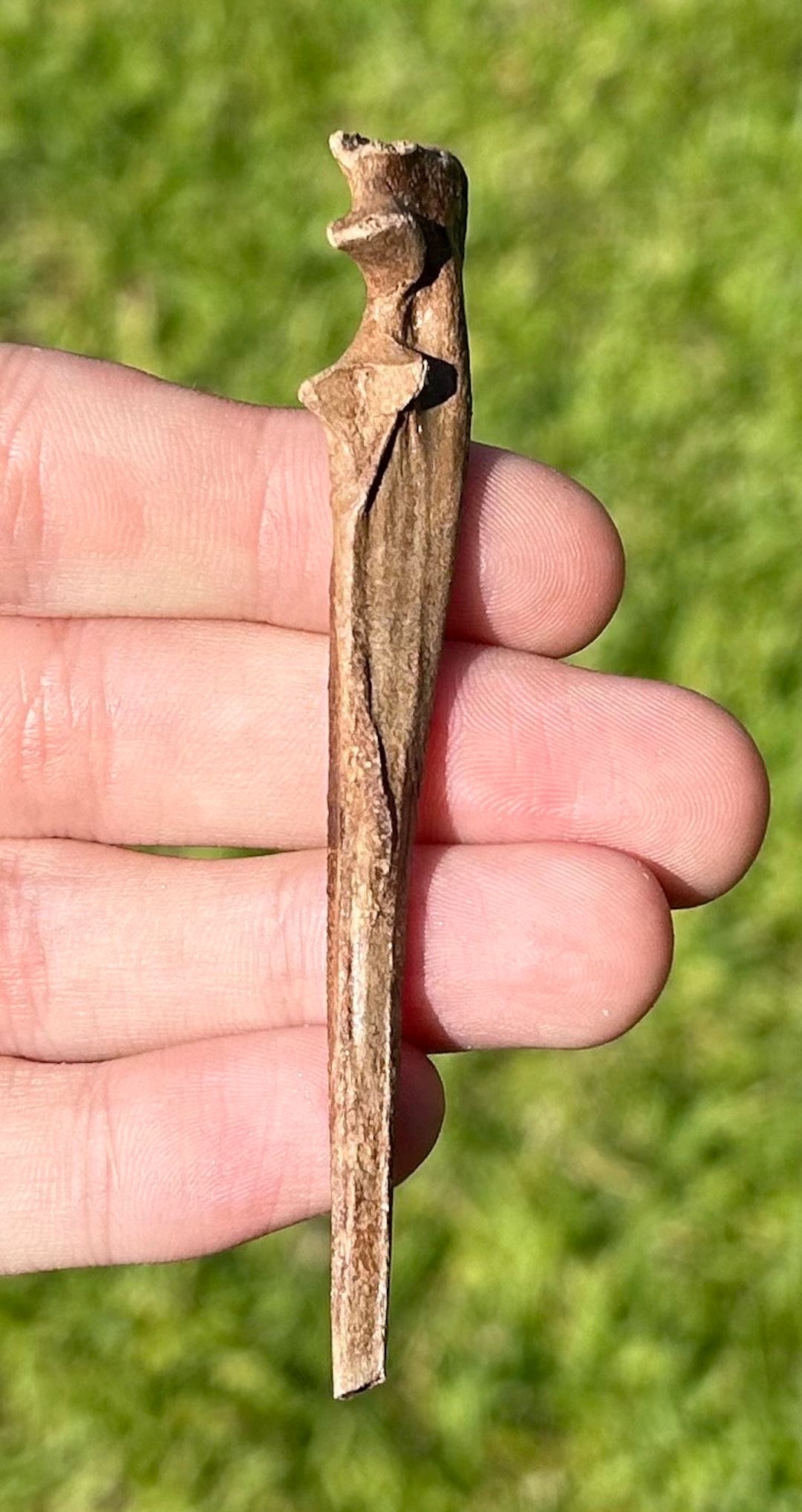 Rare Fossil Grey Fox Ulna Bone Florida Pleistocene Mammoth Age Mammal ...