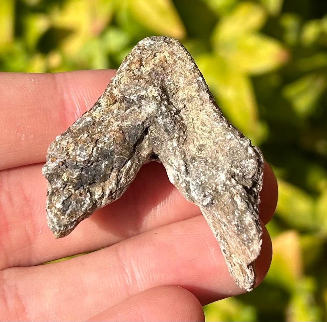 RARE New Mexico Fossil Lower Turtle Jaw Cretaceous Dinosaur Bones ...