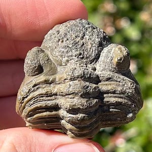 Drotops Megalomanicus Fossil Trilobite Morocco Devonian Age Enrolled ...