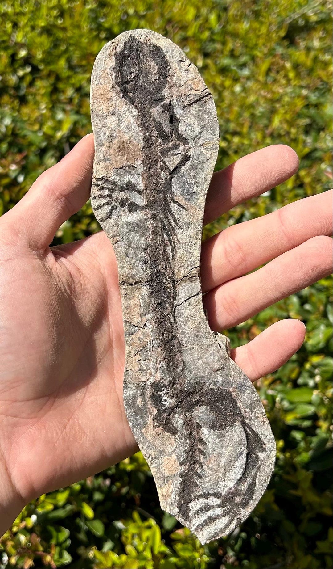 RARE Barasaurus Skeleton Madagascar Fossil Late Permian Reptile ...