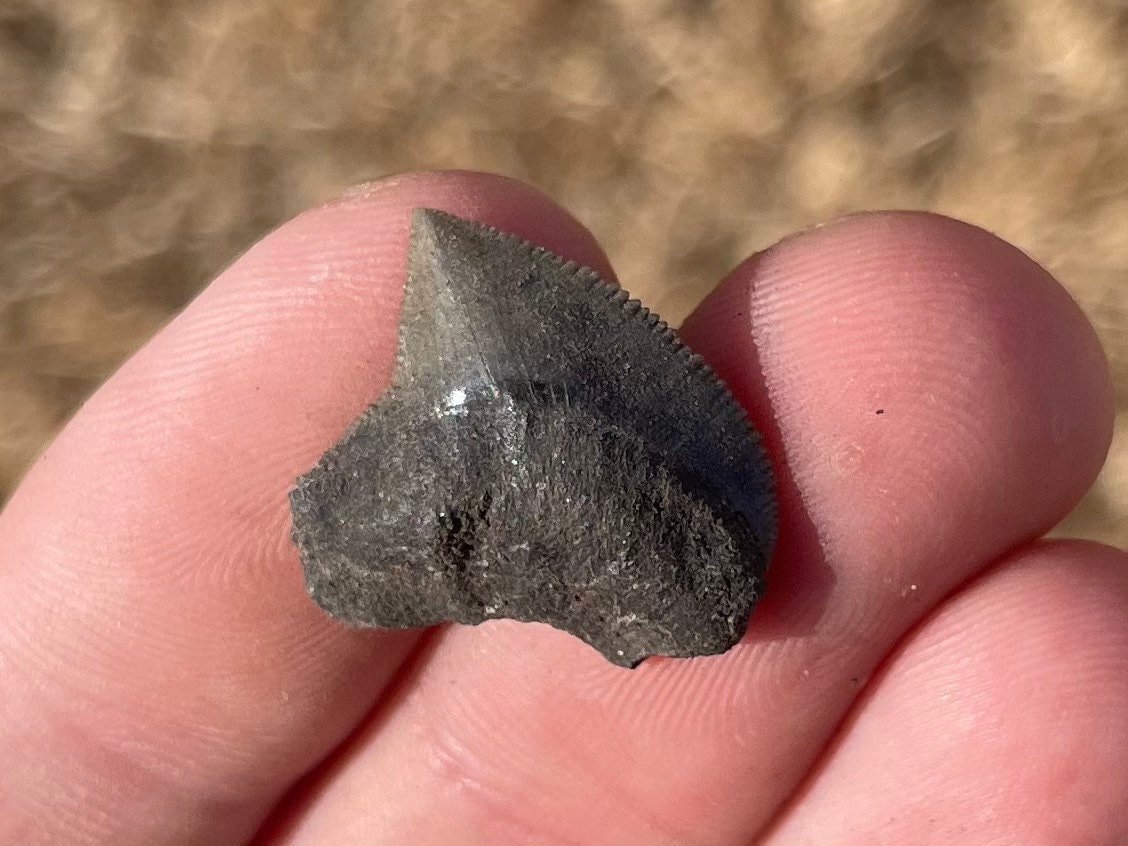 Texas Fossil Sharks Tooth Squalicorax Cretaceous Dinosaur Age - Etsy