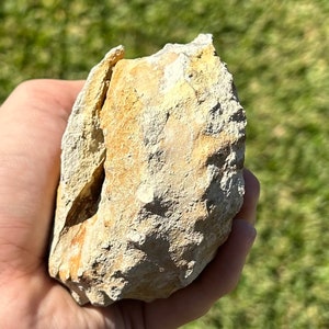 Texas Fossil Ammonite Mariella Sp. Cretaceous Dinosaur Age Heteromorph ...