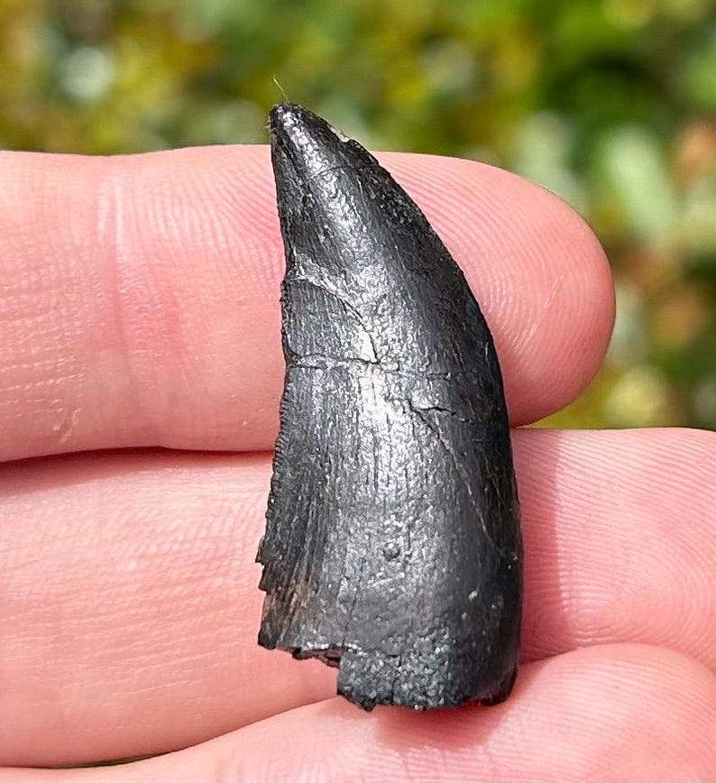 RARE Megalosaurid Dinosaur Tooth Theropod Portugal Lourinha Formation ...