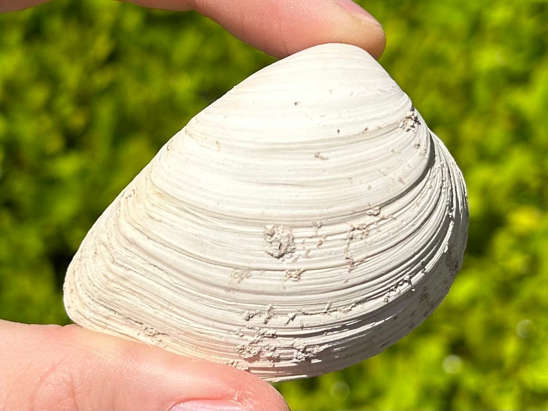 Florida Fossil Bivalve Shell Rangia Nasuta Pleistocene Age ...