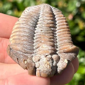 Oklahoma Fossil Trilobite Calymene Clavicula BIG Silurian Age Bug ...