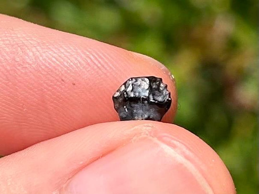 Ankylosaurus Tooth Fossil Dinosaur Judith River Formation Montana ...