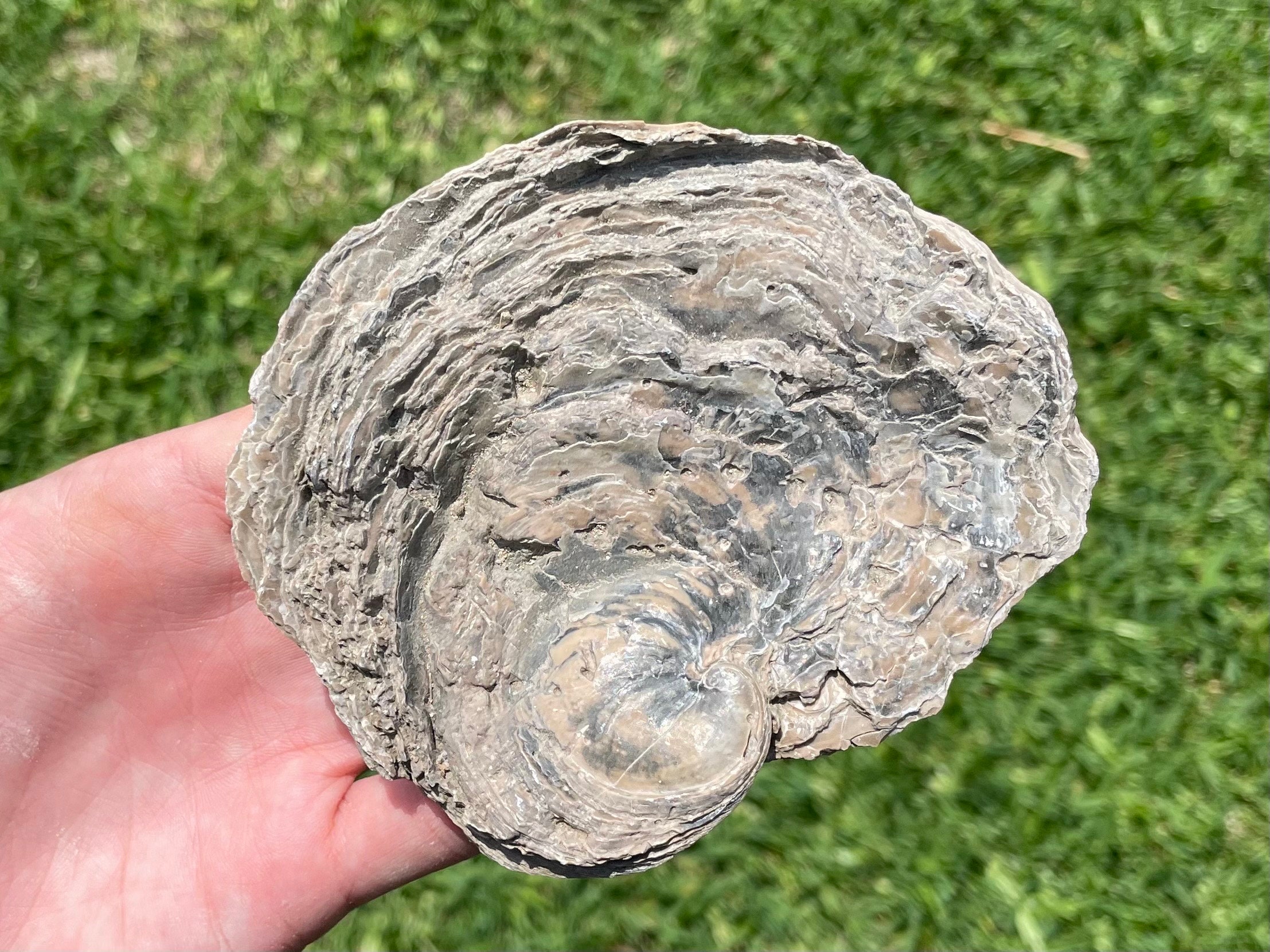 Texas Fossil Bivalve Exogyra Ponderosa BIG 4.2 Cretaceous - Etsy