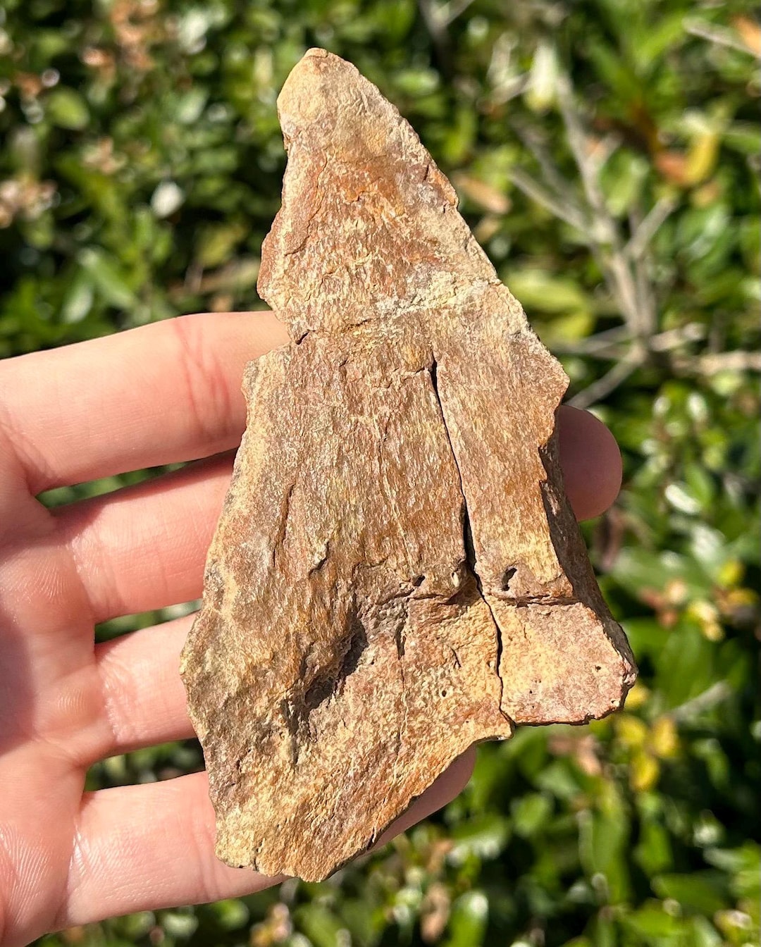 RARE Moroccan Megalodon Sharks Tooth Fossil 4.23” Dakhla Morocco Shark ...