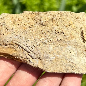 Alabama Fossil Crinoid Fossil in Matrix Oklahomacrinus Alva Bangor ...