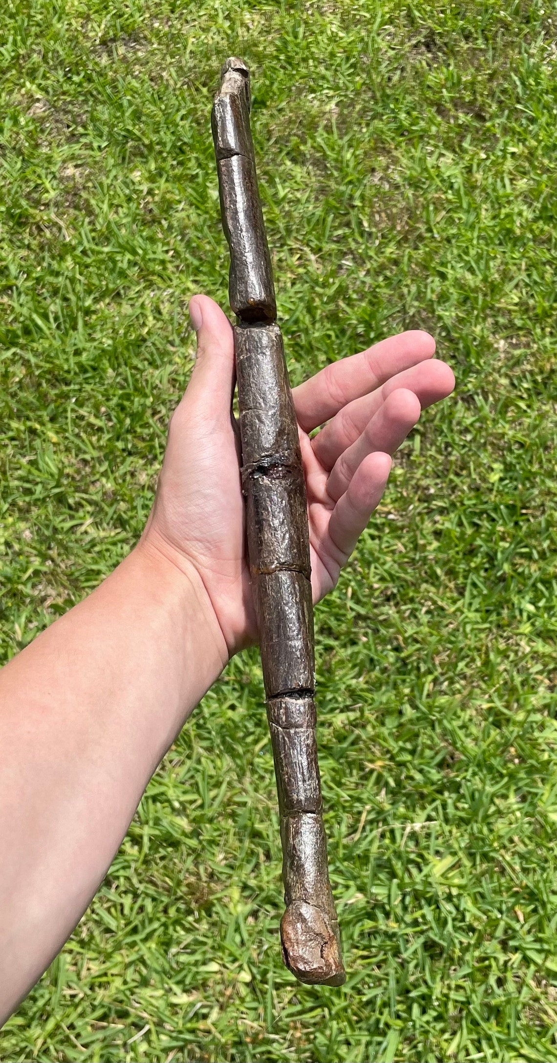 15.4 Montana Fossil Gryposaurus Radius Dinosaur Bone HUGE - Etsy