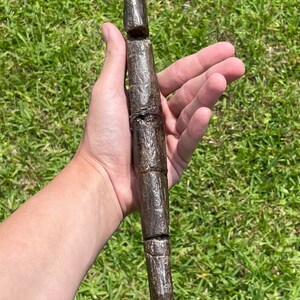 15.4” Montana Fossil Gryposaurus Radius Dinosaur Bone HUGE Rare ...