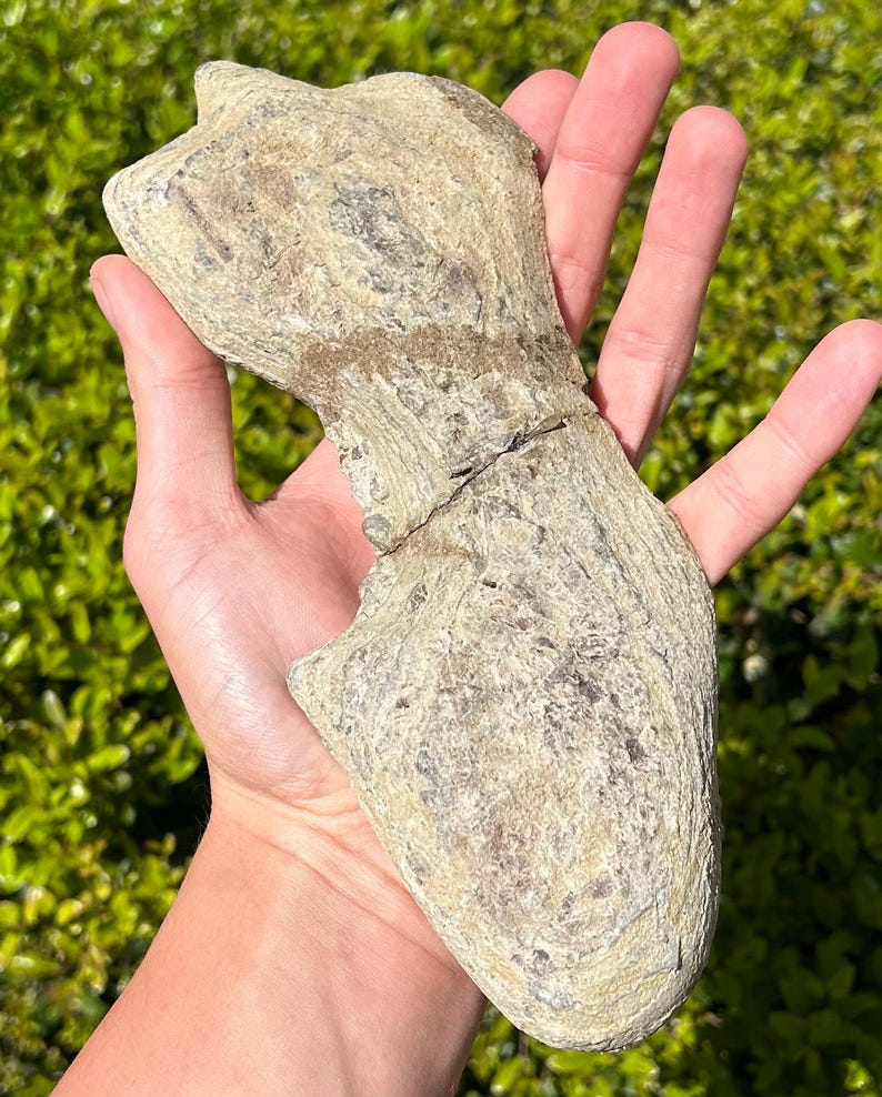 RARE Barasaurus Skeleton Madagascar Fossil Late Permian Reptile ...