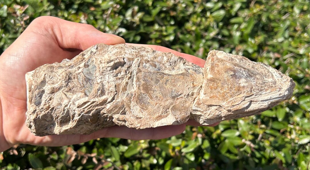 RARE 3D Texas Fossil Fish Skeleton Cretaceous Age Gober Chalk Bones - Etsy