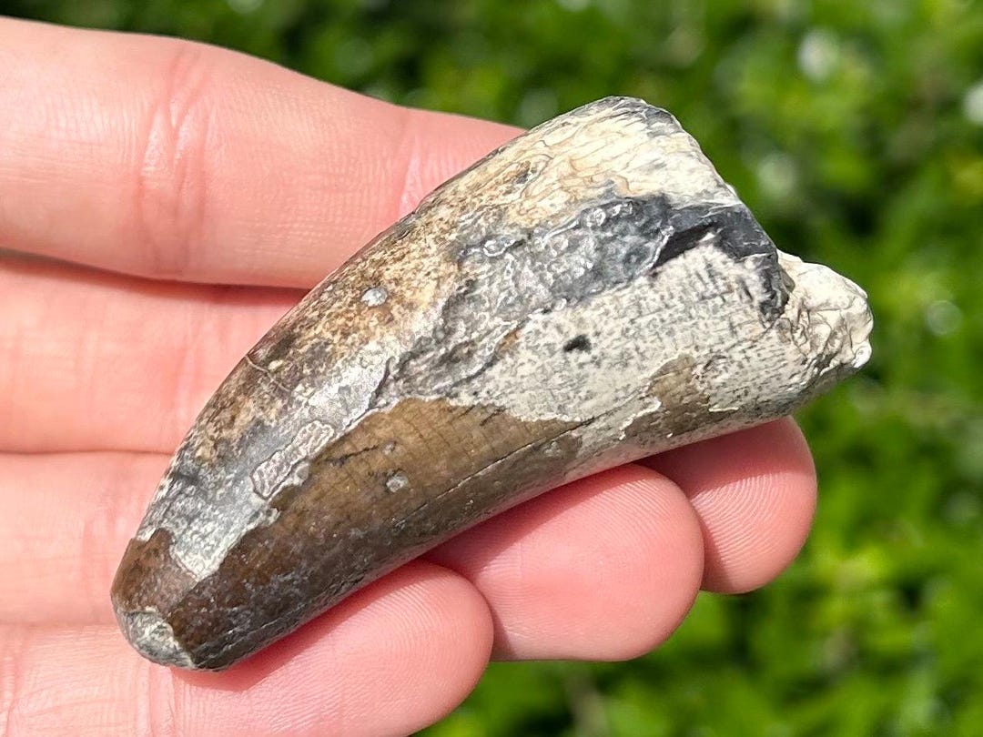 HUGE Sarcosuchus Tooth Fossil 2.35” Niger SUPER CROC Crocodile Dinosaur ...