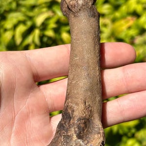RARE Texas Panthera Atrox Fossil Metacarpal Bone Pleistocene Age ...