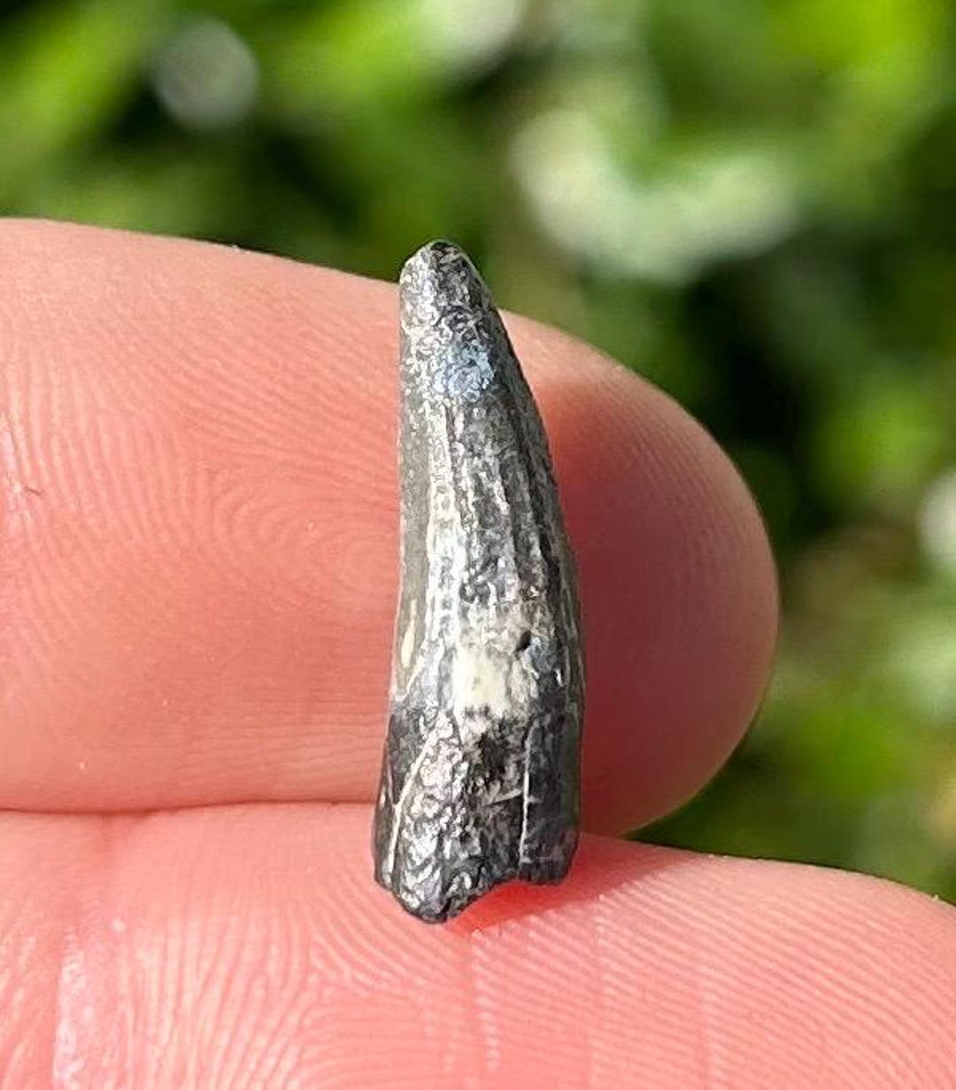 Dinosaur Tooth Fossil Suchomimus From Niger Spinosaurus Relative ...