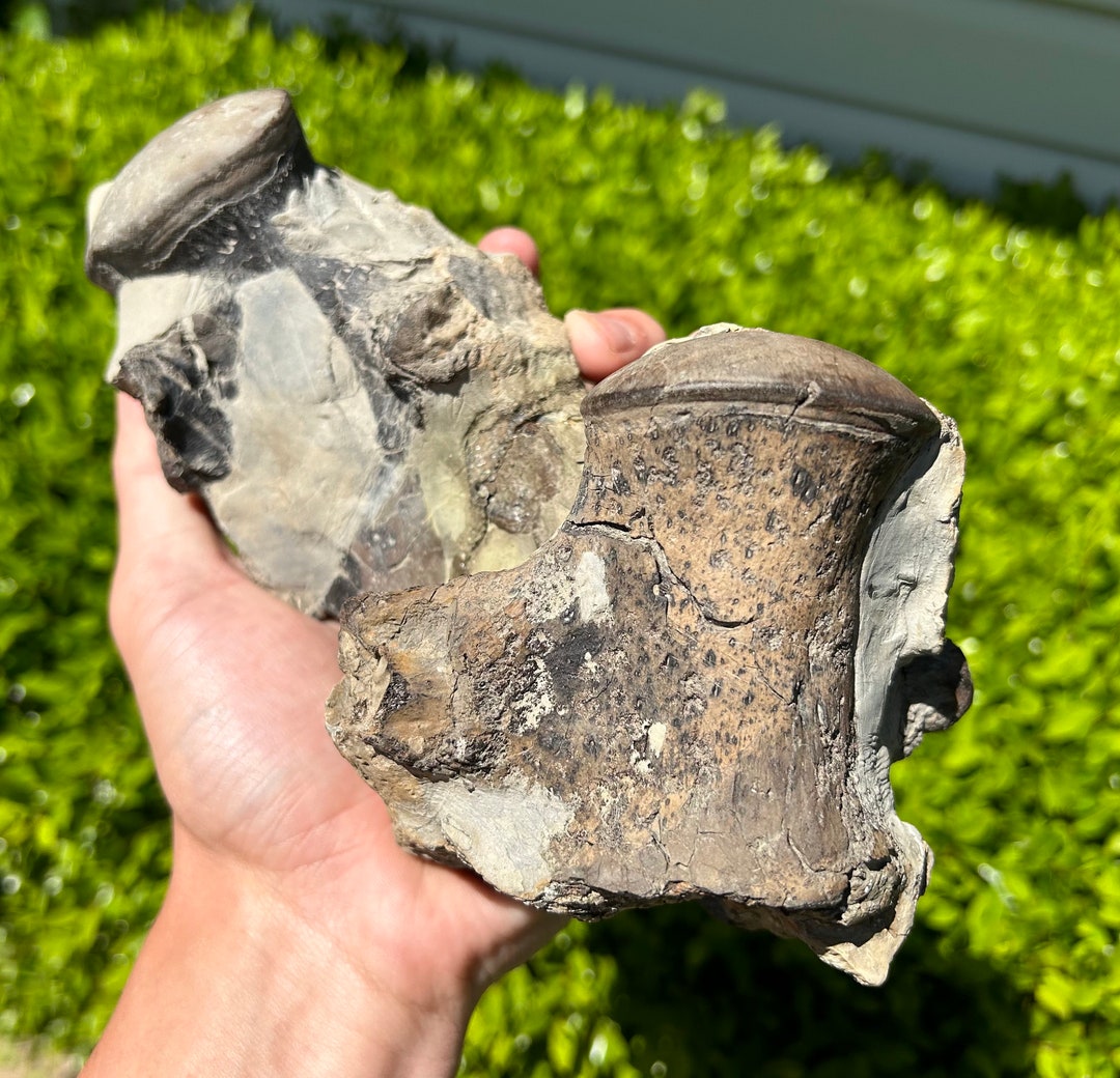 DOUBLE Fossil Mosasaur Vertebrae in Matrix Dinosaur Bones Texas Ozan ...