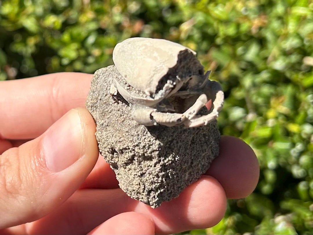 Florida Fossil Crab in Matrix Ranilia Muriceta Pliocene Age Crustacean ...