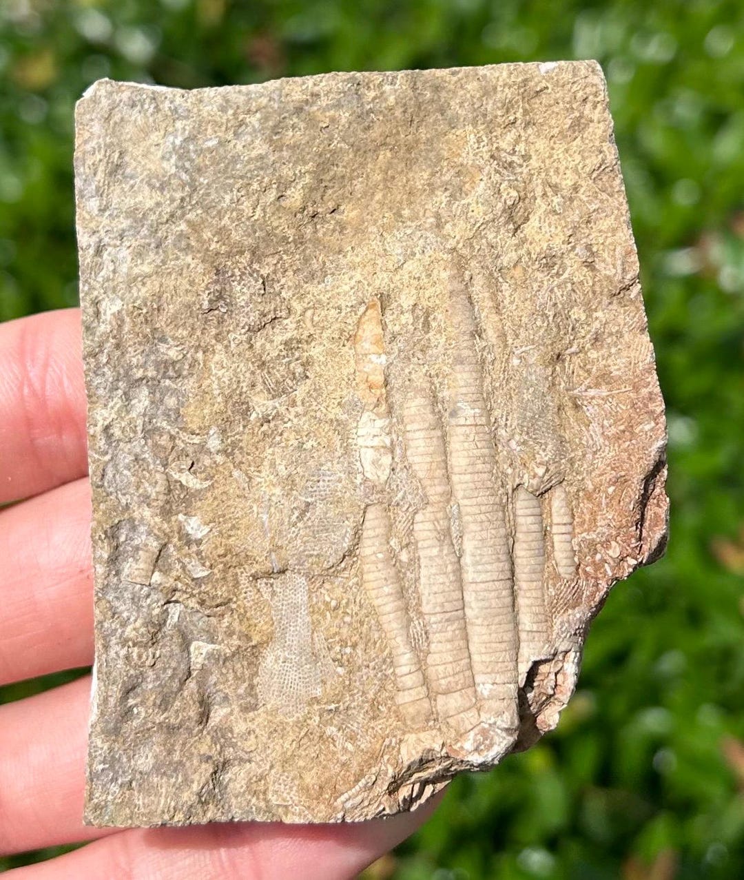 Alabama Fossil Crinoid in Matrix Phanocrinus Bangor Limestone Formation ...