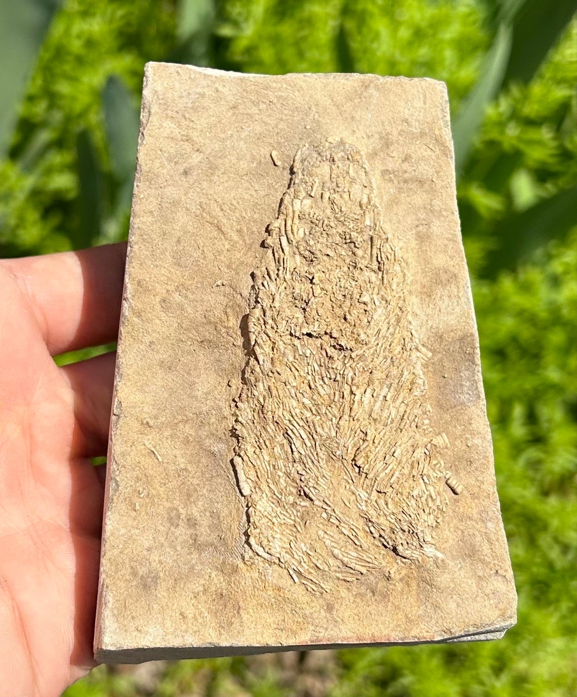 Alabama Fossil Crinoid Fossil in Matrix Bangor Limestone Formation ...