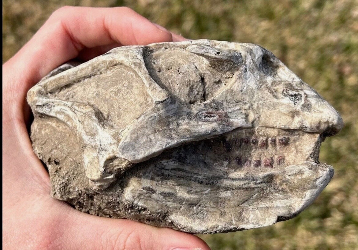 RARE Fossil Psittacosaurus Dinosaur Skull Bone China Yixian Fm ...