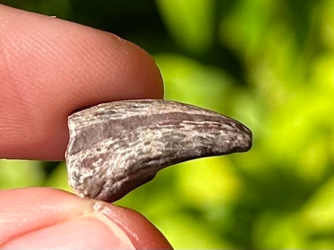 RARE Theropod Dinosaur Claw Fossil From Niger Dino Bones Kryptops ...