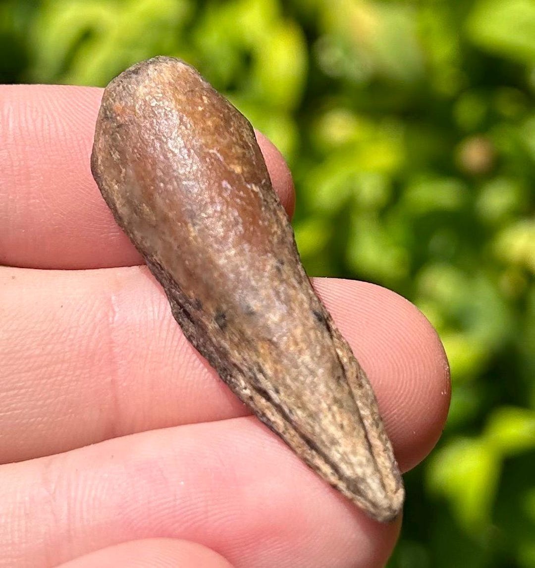 BIG Madagascar Fossil Turtle Claw Rare Cretaceous Age Maevarano ...