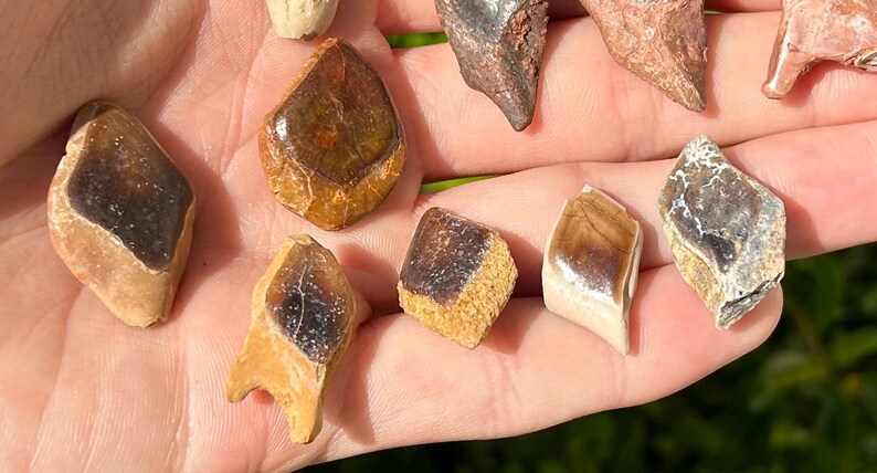 Kem Kem Fossil Gar Fish Scales LOT OF 10 Morocco Cretaceous Age ...