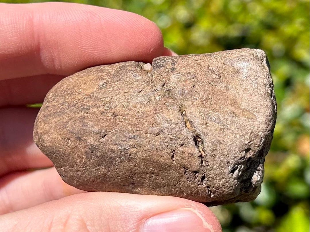 Fossil Mosasaur Coprolite Dinosaur Poop Texas Cretaceous Ozan Formation ...