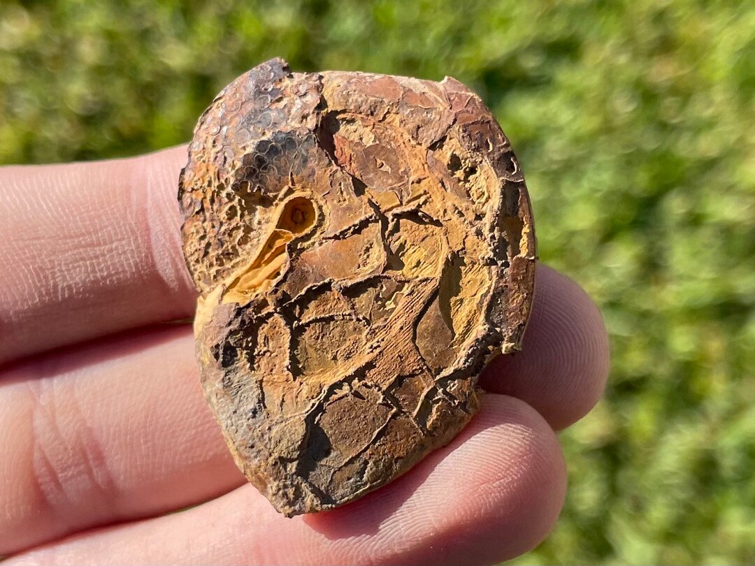 Texas Fossil Ammonite Engonoceras Sp. Cretaceous Dinosaur Age - Etsy