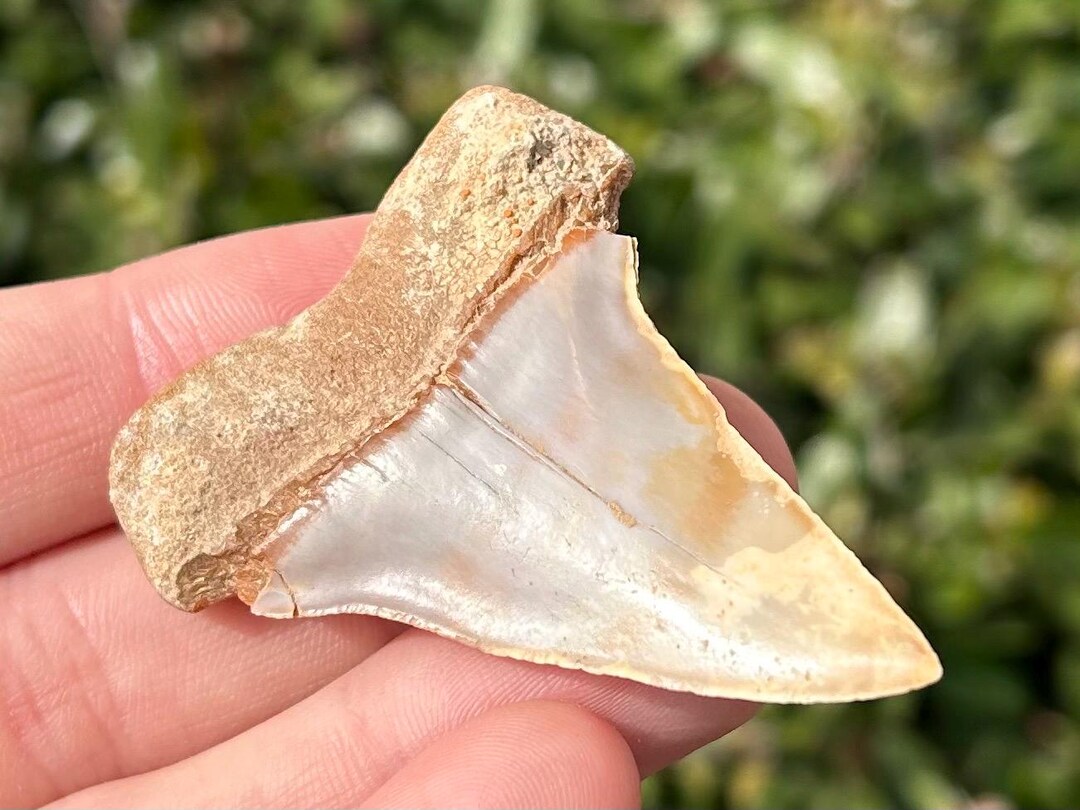RARE Moroccan Hastalis Mako Sharks Tooth Fossil Dakhla Morocco Shark ...