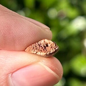 Abelisaur Theropod Dinosaur Tooth Morocco Cretaceous Age Kem Kem Raptor ...