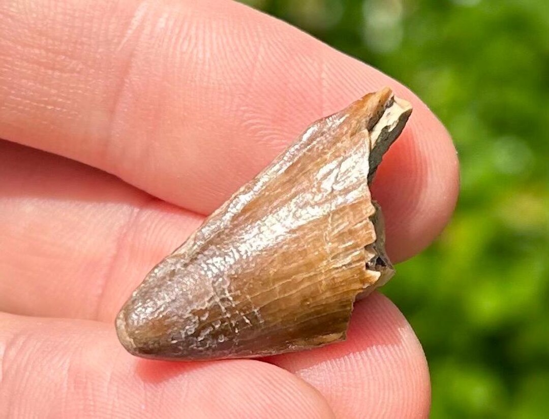 NICE Madagascar Fossil Crocodile Tooth Mahajangasuchus Cretaceous Croc ...