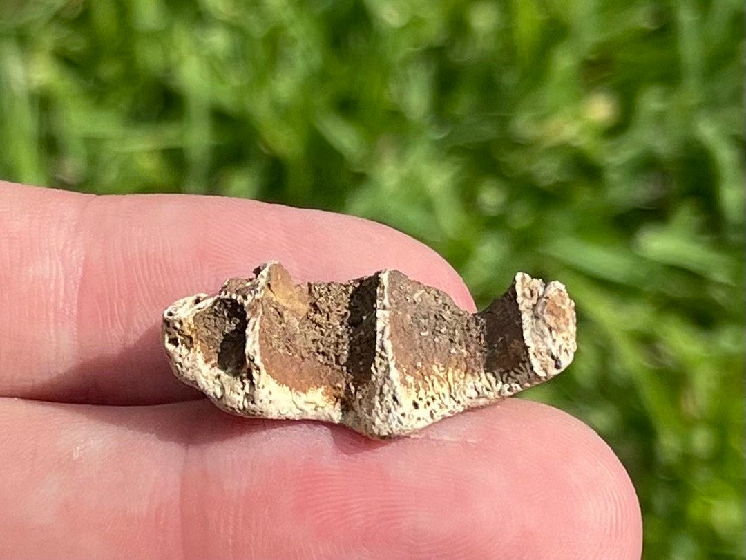 Hell Creek Fossil Crocodile Jaw Fragment Croc Cretaceous Dinosaur Age ...