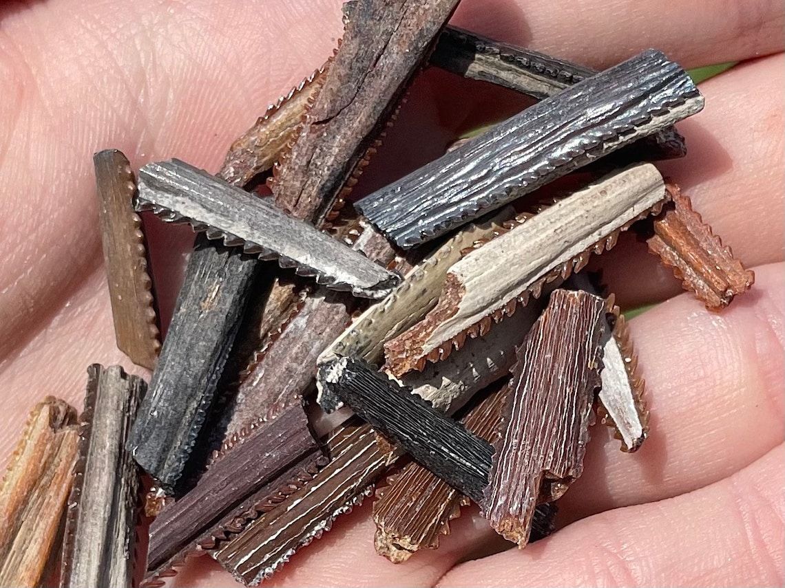 Florida Fossil Stingray Barbs Miocene Megalodon Age ONE PER - Etsy