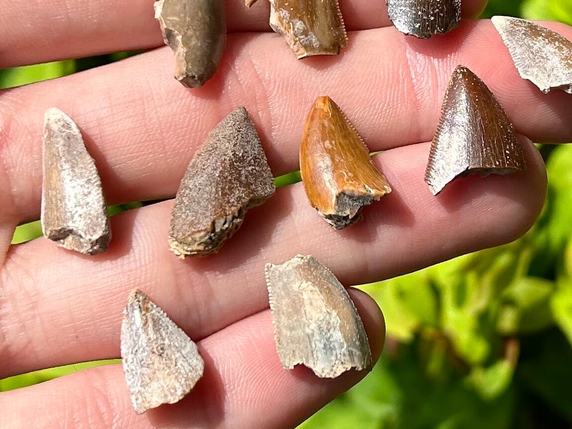 Majungasaurus Dinosaur Teeth Fossils Wholesale LOT OF 10 Madagascar ...