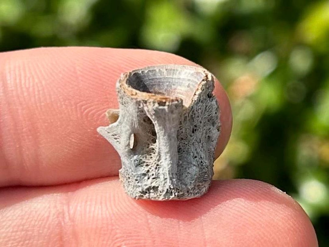 Lee Creek Fossil Catfish Fish Vertebrae Ictalurus Sp. Aurora North ...