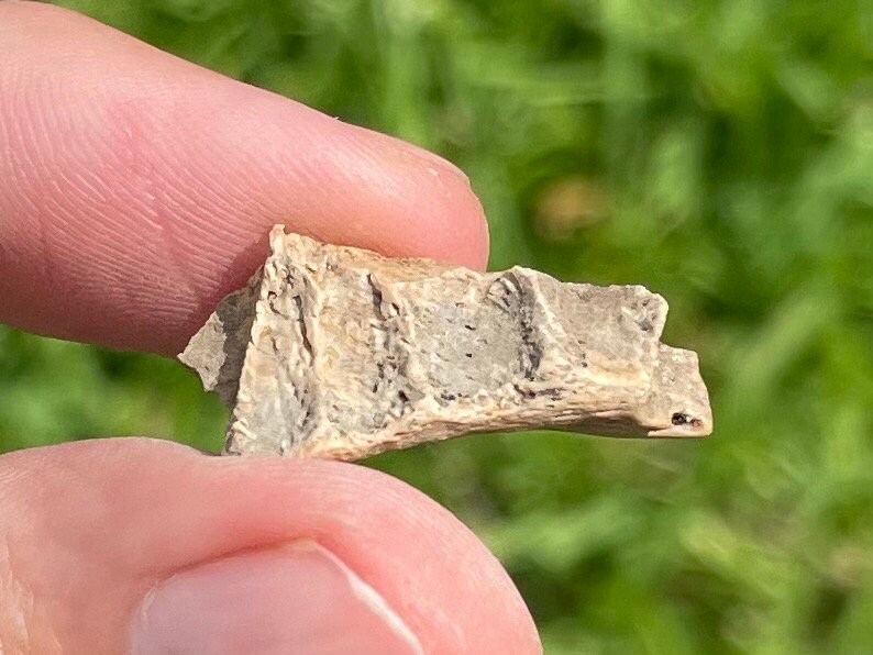 Hell Creek Fossil Crocodile Jaw Fragment Croc Cretaceous - Etsy