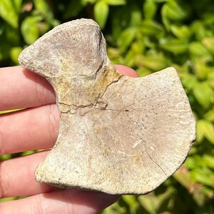 RARE Fossil Mosasaur Radius Alabama Dinosaur Bones Cretaceous Age - Etsy