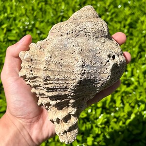 Florida Fossil Gastropod HUGE 6 Pliocene Age Muricidae Shell - Etsy